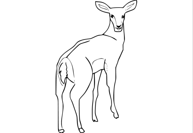 Tuyển Tập 99 Tranh Tô Màu Con Nai Dễ Thương Gây Thương Nhớ Cho Bé - VNTime