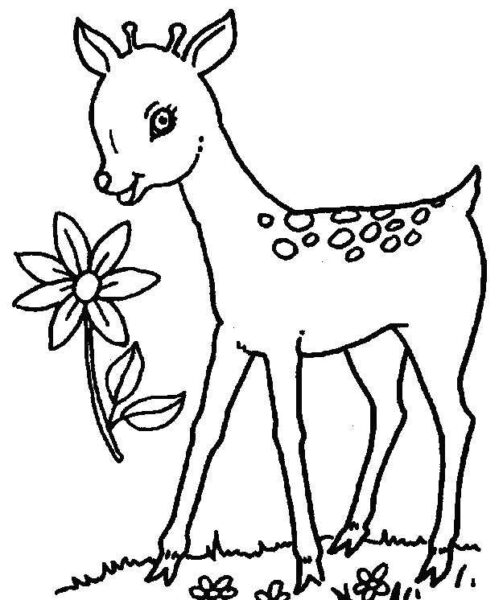 Tuyển Tập 99 Tranh Tô Màu Con Nai Dễ Thương Gây Thương Nhớ Cho Bé - VNTime